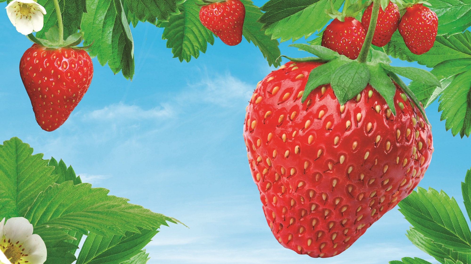 Strawberry | Little Trees